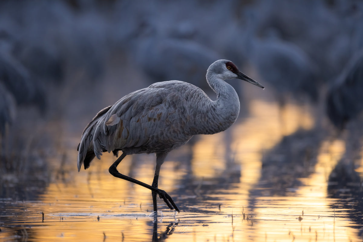 Wildlife Fine Art Photography Prints – Tim Baca Photography